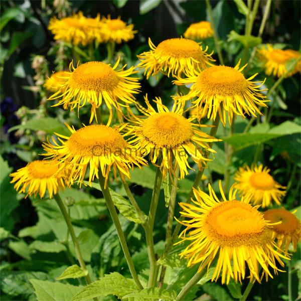 Čaj od omana – koren – Chamomilla | Prodaja lekovitog bilja